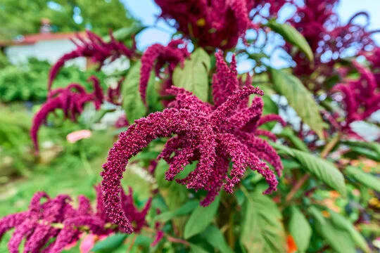 Amaranth Color Market: Size, Share, Growth and Industry Forecast